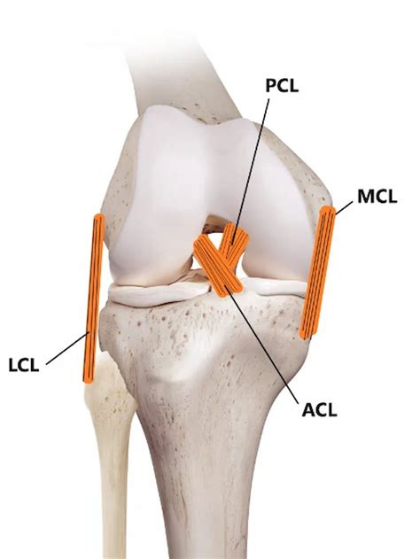 Acl Graft Types Surgeon Researcher