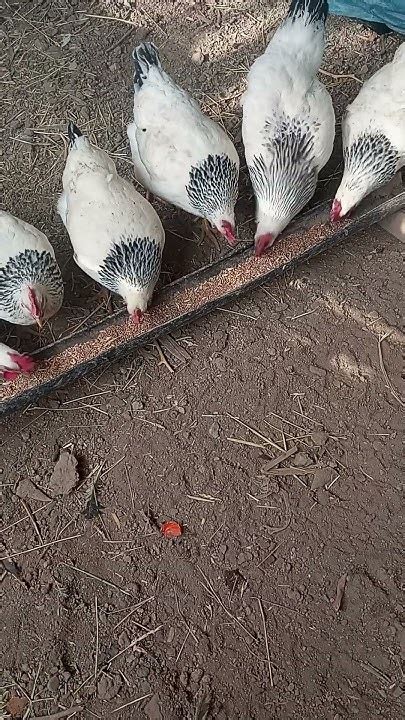 Chicens Ate Feed Name Name Youtube