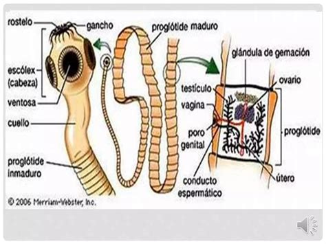 Classification Of Medically Important Helminths 2020pptx