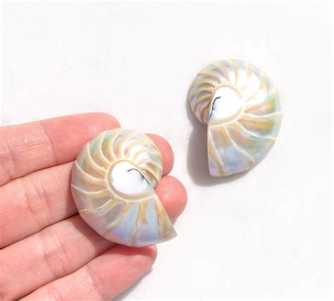 Large Nautilus Shell Earrings Beach Jewelry For Women Natural