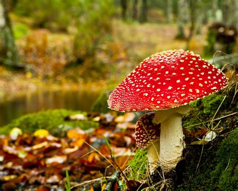 Herbst Wallpapers Wallpaper Cave