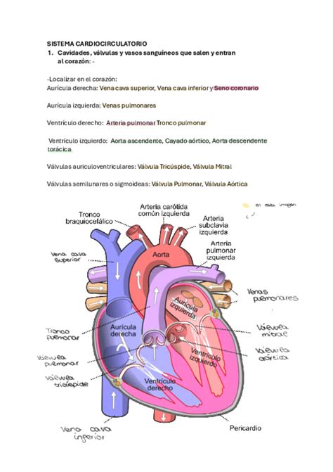 Sistema Cardiocirculatorio Pdf Pdf
