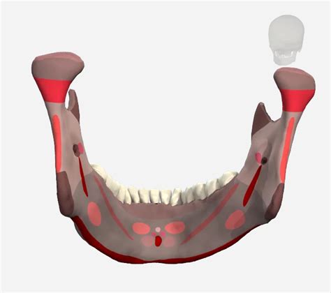 Diagram Of Bb Osteology Of The Mandible Posterior Quizlet