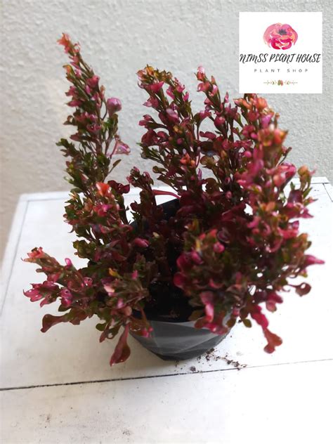 Nimss Plant House Nimss Plant House වෙත සාදරයෙන් පිලිගනිමු මෙම පැල