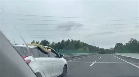 Enormous Python Emerges From Car On Chinese Highway