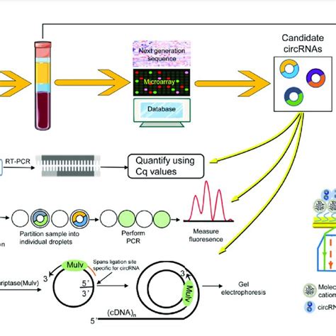 The Detection Method Of Circrna In Liquid Biopsy Rna Seq Was Used To Download Scientific