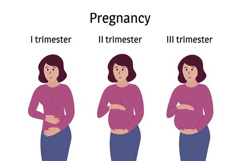 Pregnancy Stages Pregnant Woman Standing Smiling And Touching Belly