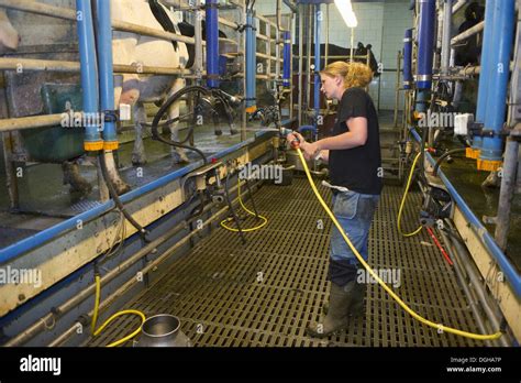 Dairy Farmer Cleaning Milking Parlour Hosing Down Cow Before Stock
