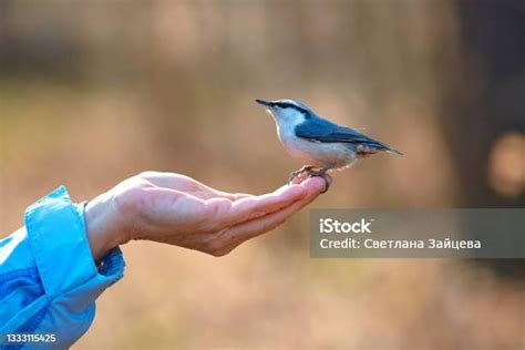 가을 한 남자가 손바닥에서 숲새에게 먹이를 주고 있다 일반적인 너트 해치 또는 시타 유로파에아 가을에 대한 스톡 사진 및 기타 이미지 Istock