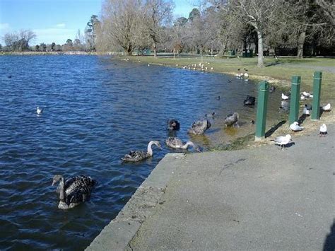 Lake Wendouree Ballarat Australia Address Phone Number Body Of