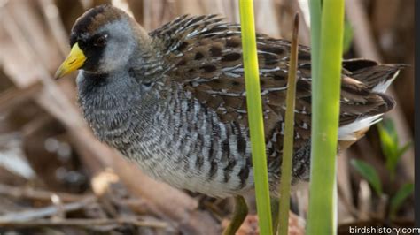 Fascinating Sora Bird Secrets Of The Elusive Marsh Dweller