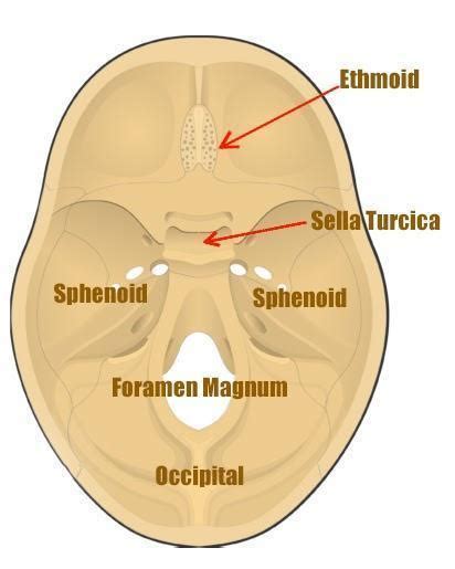 Sphenoid Bone Anatomy Parts And Labeled Diagram 40 Off
