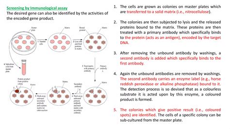 screening and selection of recombinants pdf