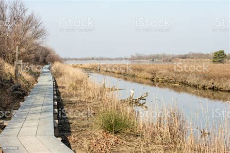 아름 다운 자연 공원 Isonzo 강 강 어귀의 예약 강에 대한 스톡 사진 및 기타 이미지 강 걷기 나무 Istock