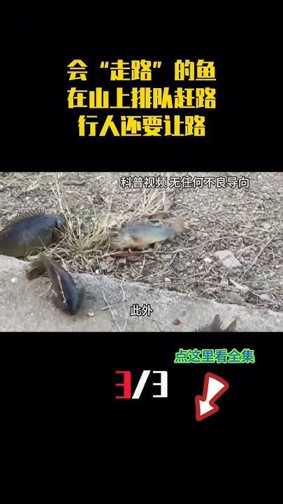 广西出现会“走路”的鱼，会在山上排队赶路，行人还要让路？（3）鱼 动物 科普 Youtube