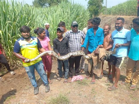 Fear Among Villagers As Giant Pythons Invade Bardoli Forest Area The