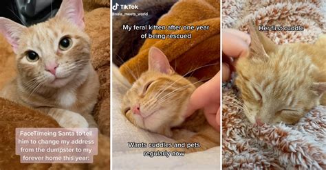 The Story Of Nala From Feral Feline To Tiktok Sensation Paying Her