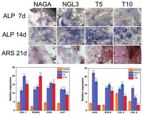A Alkaline Phosphatase Activity Assay And Calcium Deposition Assay