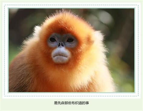 生肖猴的吉祥碼、吉祥色、吉祥日、吉祥數以及與十二星座的秘密！ 每日頭條