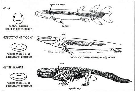 Рибата в мен Пътуване през 3 5 млрд години история на човешкото тяло Нийл Шубин 4eti Me