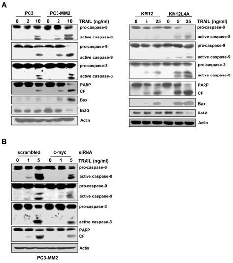 Increased Activation Of Pro Caspases In Trail Treated Metastatic Cancer