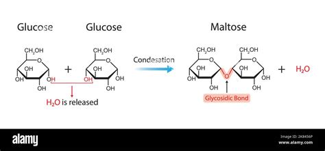 Solved The Following Reaction Shows The Formation Of Vrogue Co