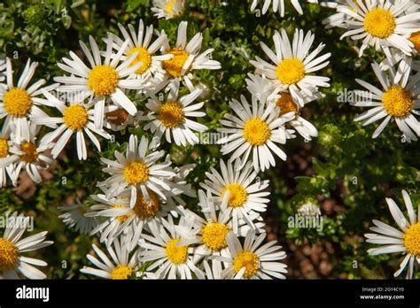 Echinacea Is Used As A Medicinal Plant To Boost The Human Immune System