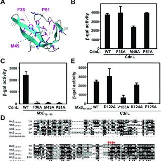 Mutational Analysis Of CdnL Interaction With RNAP B A Native CdnLNt