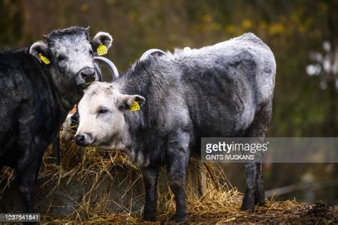 20 Kalvene Stock Photos, High-Res Pictures, and Images - Getty Images