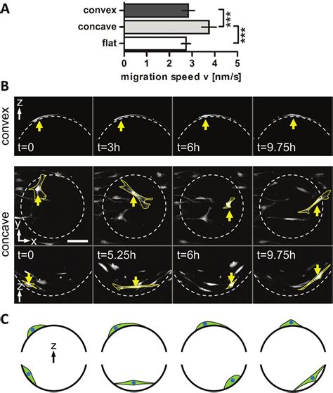hmsc migration speed is increased on concave compared to flat and