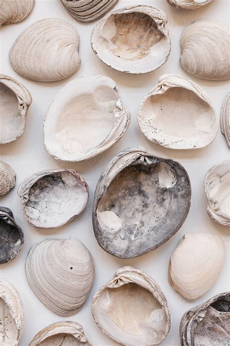 Underside Of A Collection Of Clam Shells By Stocksy Contributor Kelly Knox Stocksy Underside Of A Collection Of Clam Shells By Stocksy Contributor Kelly Knox Stocksy