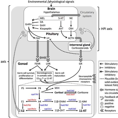 Schematic Of The Hpg And Hpi Axes And Neuroendocrine Regulation Of