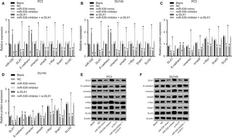 Mir‐539 Promotes The E‐cadherin Expression And Inhibits Expression Of