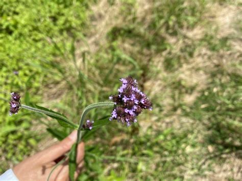 Redhead Lagoon Trail New South Wales Australia Alltrails