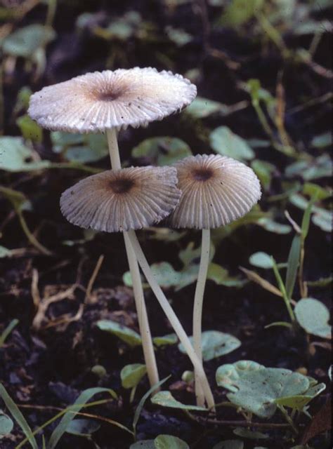 Parasola Plicatilis Burke Herbarium Image Collection