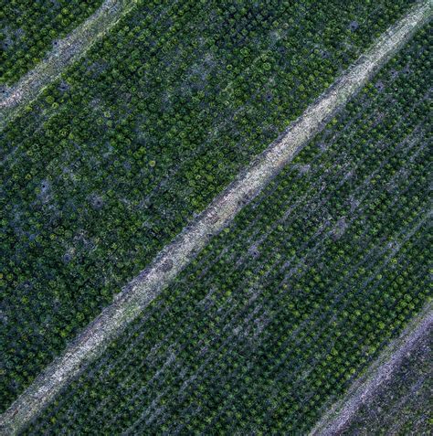 Diagonal Tree Lines Photograph By Maximilian Ruther Pixels