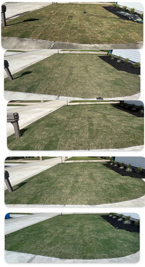 Celebrating New Bermuda Sod Lawn Care Forum