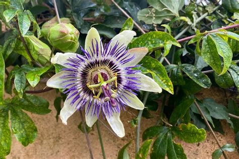 Passion Fruit Flower Passiflora Caerulea Stock Image Image Of Asia