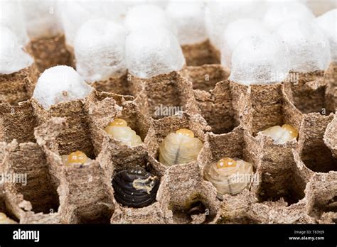 Close Up Of Asian Hornet Wasp Nest Honeycombed Insect Macro With Larva