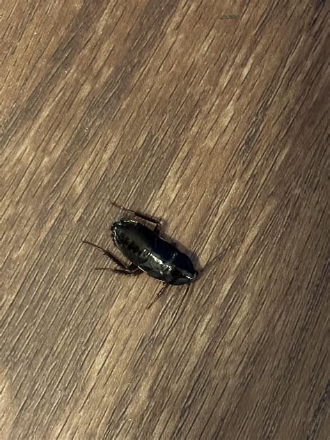 Found This In My Apartment Assuming Its A Roach But Just Want To Make