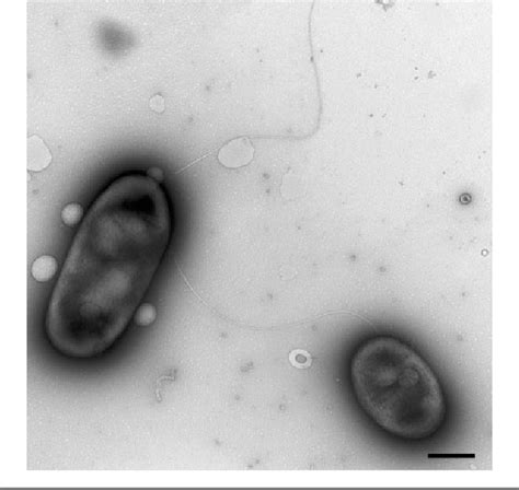 Paracoccus Bacteria Semantic Scholar