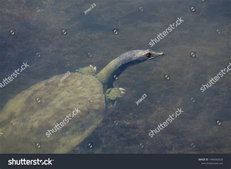 260 Imágenes De Florida Soft Shell Turtle Imágenes Fotos Y Vectores