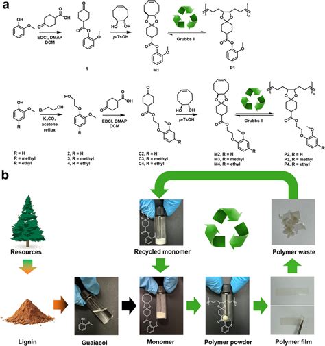 A Synthesis Of Cyclooctene Monomers And Polymers From Lignin B Download Scientific Diagram