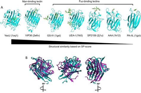 Side By Side Representation Of Yesu With Five Fuc Binding Lectins