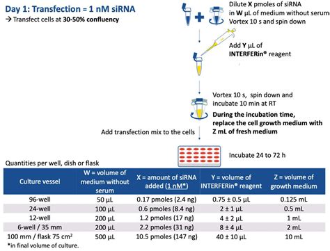Dilution Calculations Rlabrats