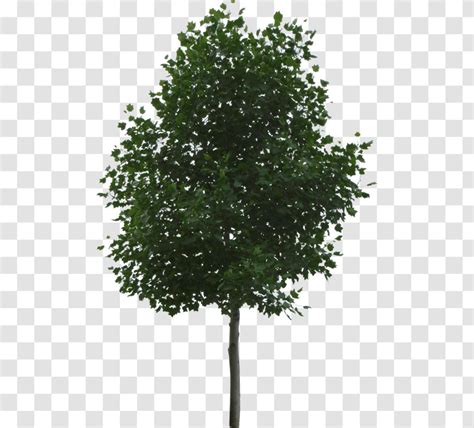 Tree Architecture Architectural Rendering Overlooking The Full Of Flowers Transparent PNG