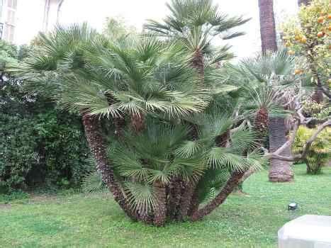 Types Of Palm Trees With Identification Guide Pictures Name In 2020