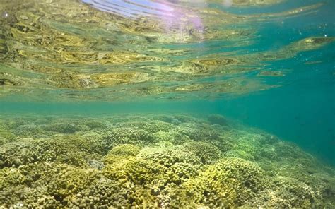海の生き物たち Part 1：サンゴ キャプテンブルース ハワイ オアフ島