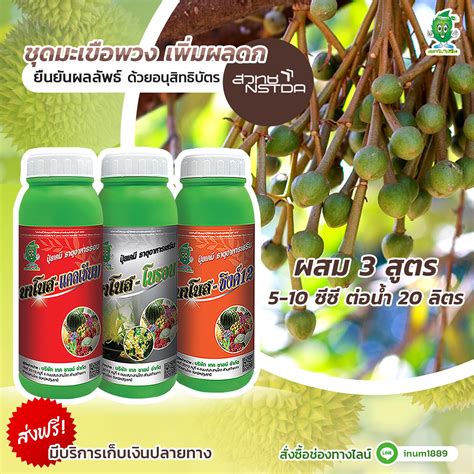 ผลเล็ก ลูกไม่ดก แก้ได้ด้วยธาตุอาหารเสริมนาโนส ชุดมะเขือพวง ที่ได้รับการ