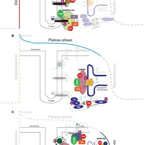 A Schematic Representation Of The Akap Associated Protein Complexes In